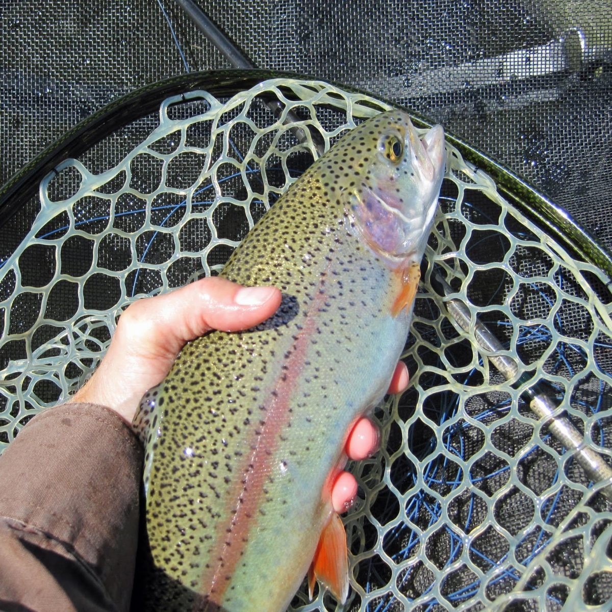 April 2019 – FisherDad