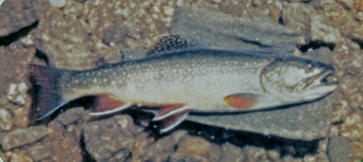 Ruby Mountains – Elko, NV – FisherDad