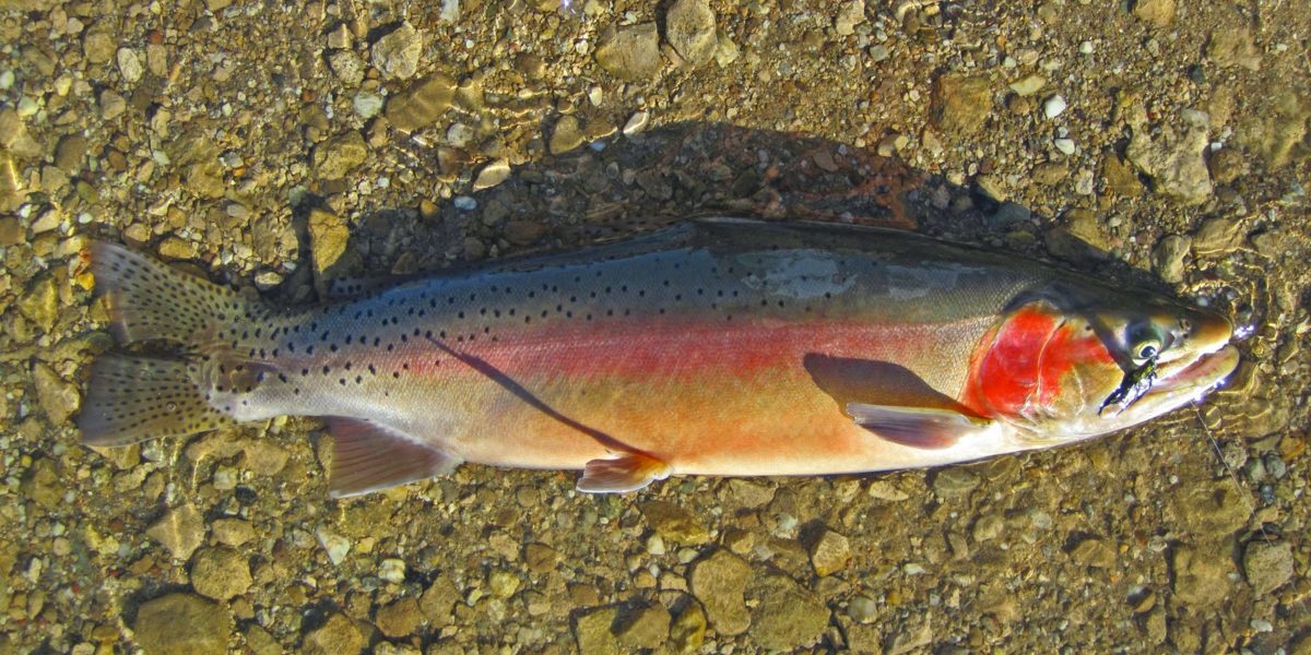 Elko County Waters: Ruby Marshes, South Fork Reservoir, and Wild Horse ...