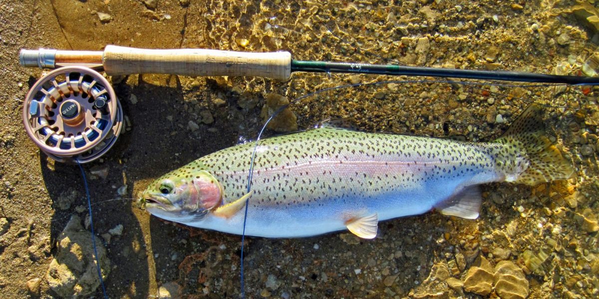 Elko County Waters: Ruby Marshes, South Fork Reservoir, and Wild Horse ...