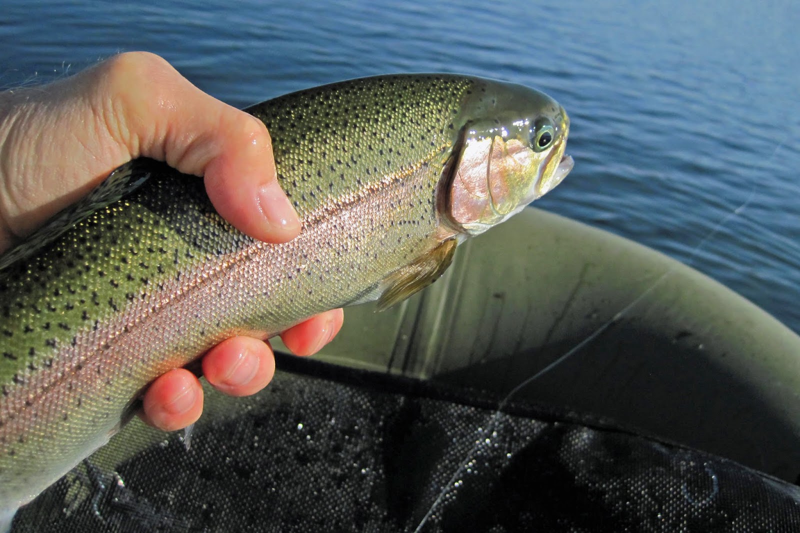 Comins Lake in White Pine County – FisherDad