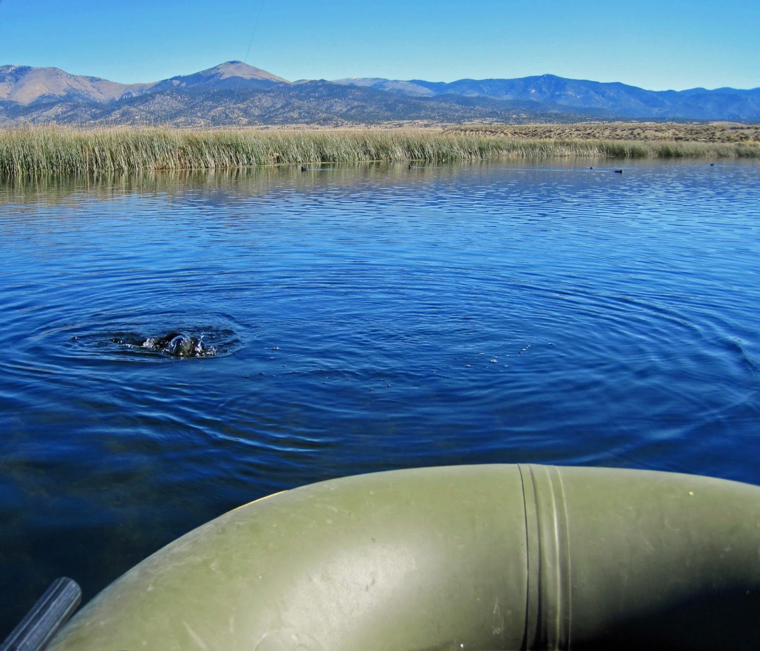Comins Reservoir, Steptoe Valley Wildlife Management Area – FisherDad
