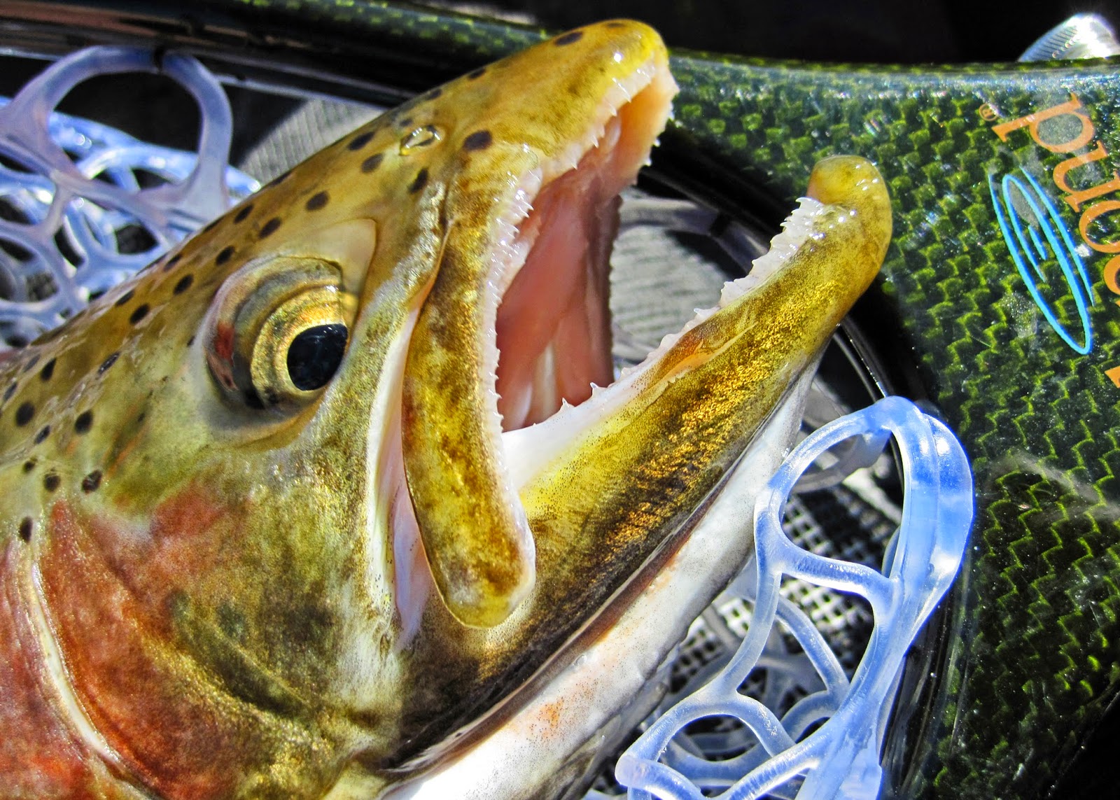 Elko County Waters: Ruby Marshes, South Fork Reservoir, and Wild Horse ...