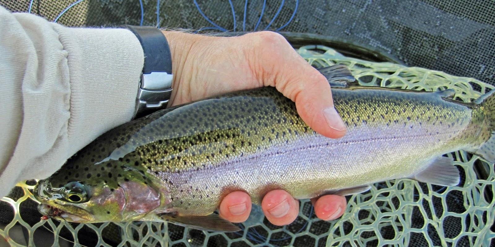 Comins Lake in White Pine County – FisherDad