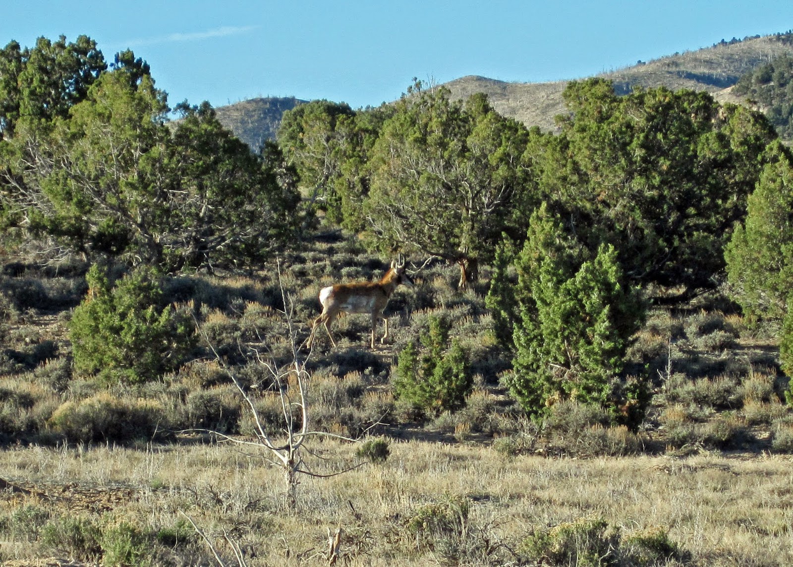 Elko County Waters: Ruby Marshes, South Fork Reservoir, and Wild Horse ...