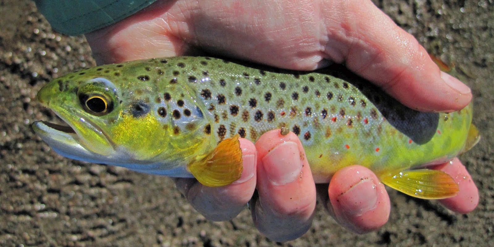 Pine Valley Reservoir, Southern Utah – FisherDad