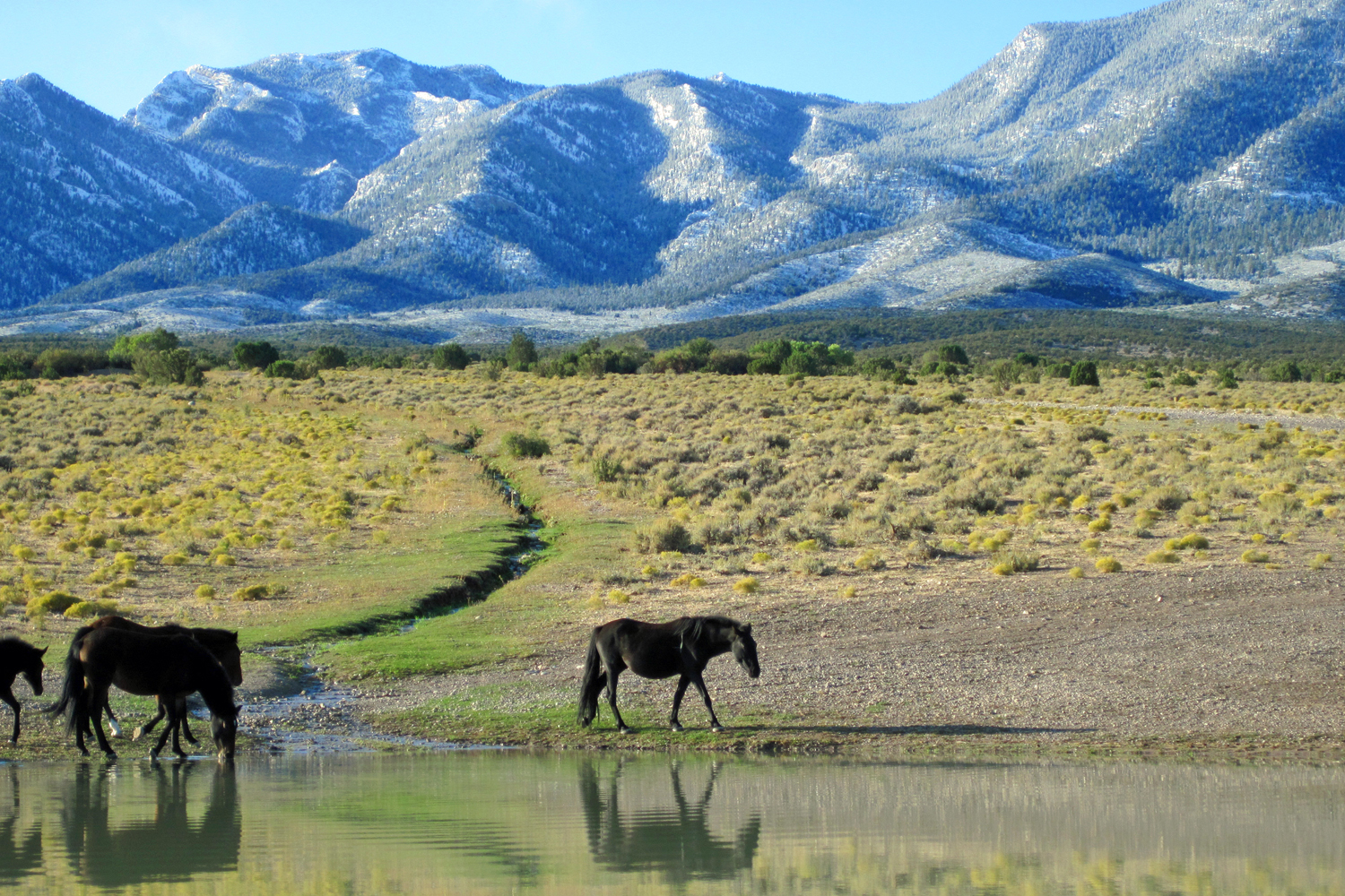 Cold Creek Pond – FisherDad