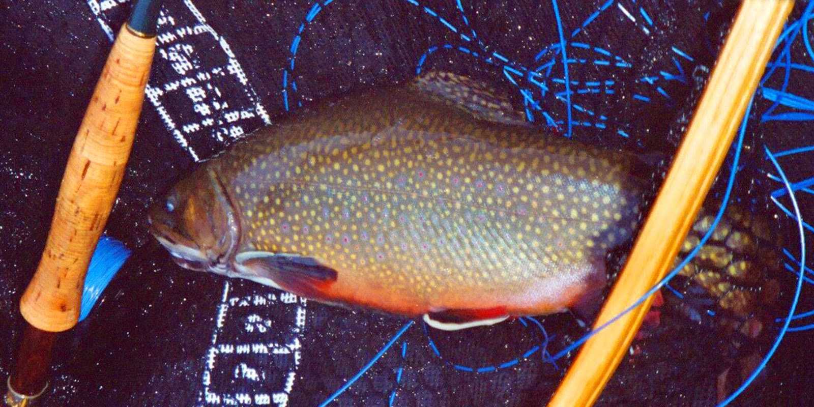 Henderson Springs – Big Bend, CA – FisherDad