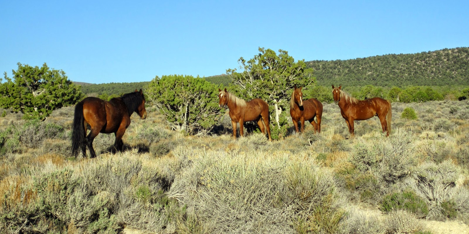 Elko County Waters: Ruby Marshes, South Fork Reservoir, and Wild Horse ...