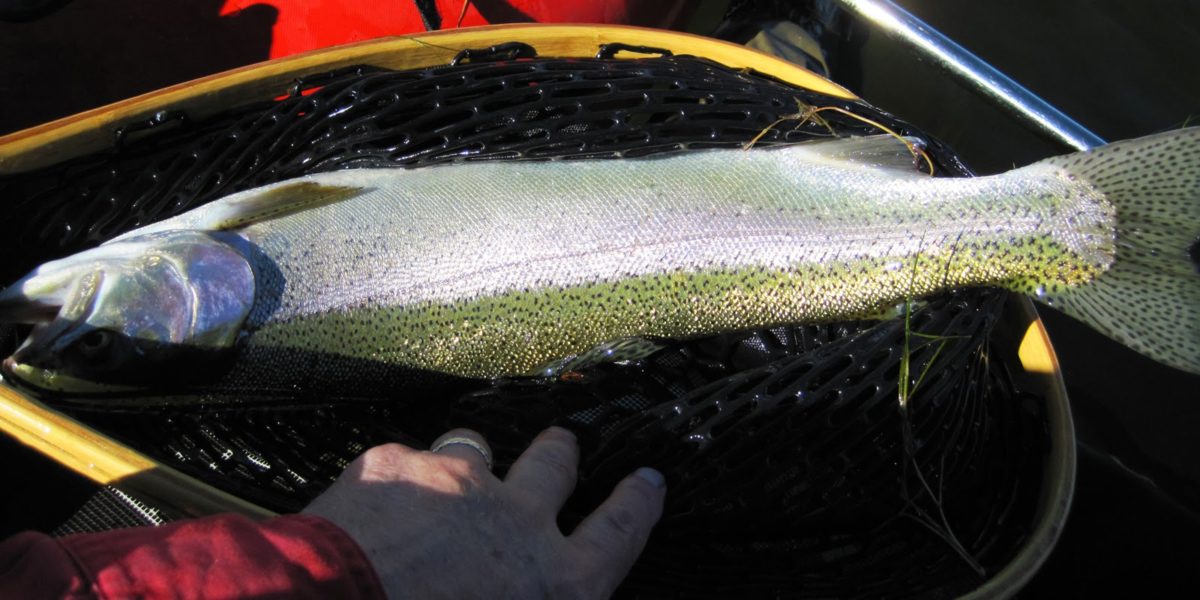 Dacey Reservoir, Sunnyside, NV – FisherDad
