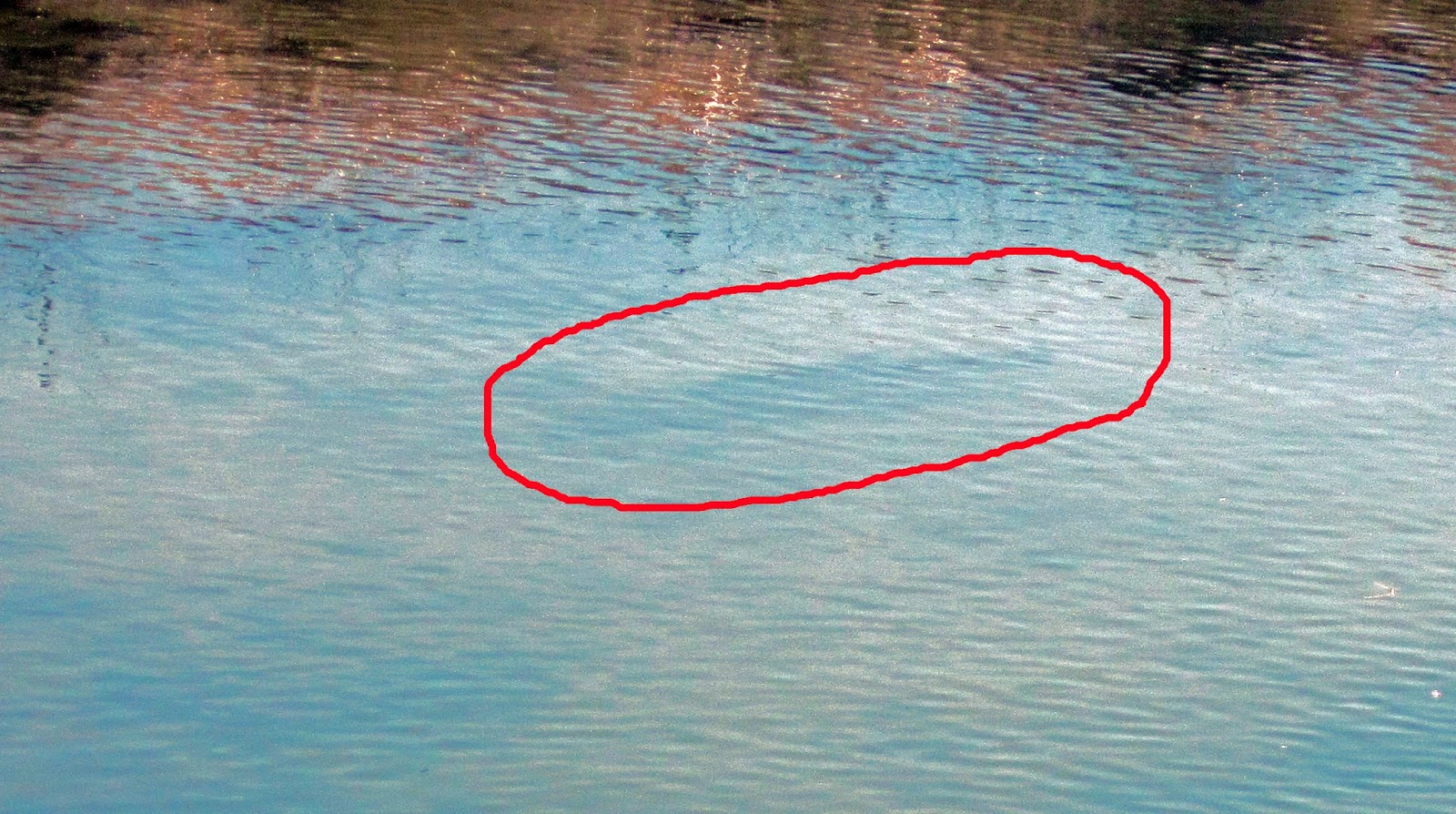 Elko County Waters: Ruby Marshes, South Fork Reservoir, and Wild Horse ...