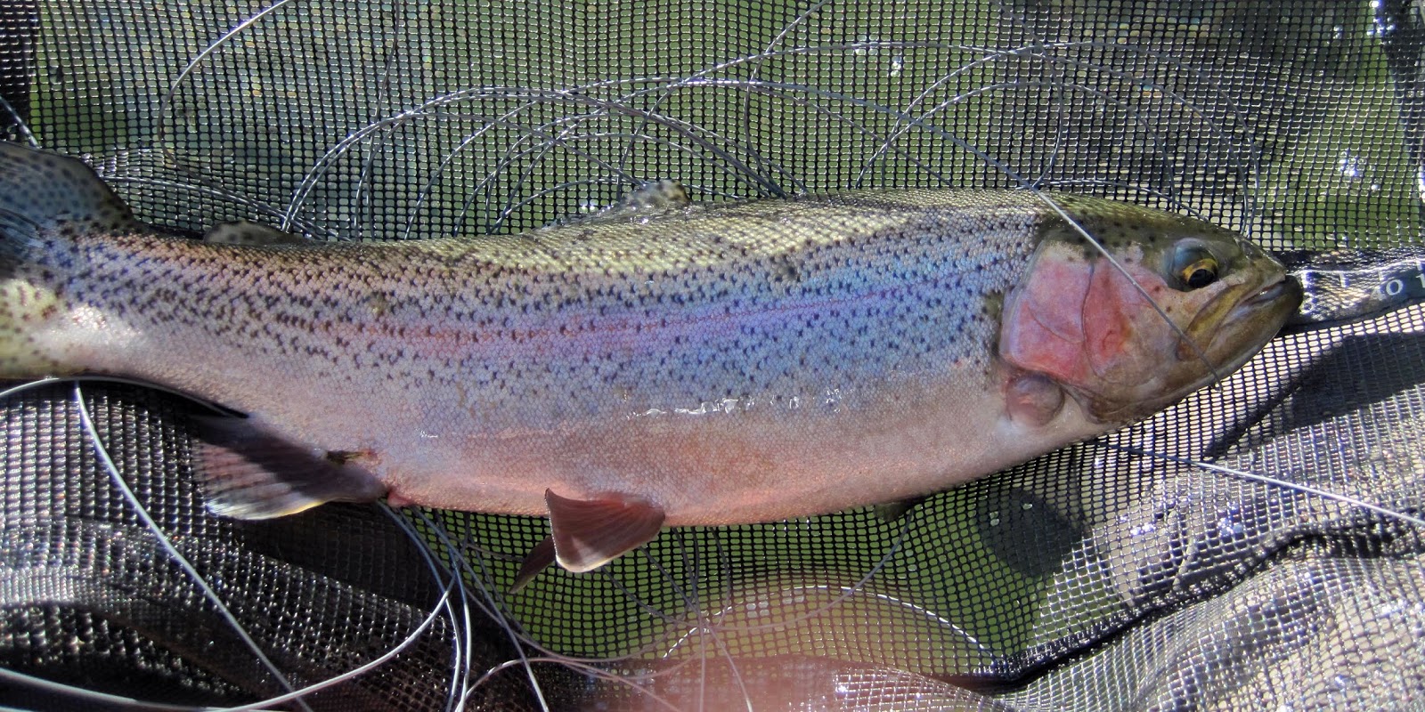 Baker Reservoir – Baker Dam Recreation Area – FisherDad
