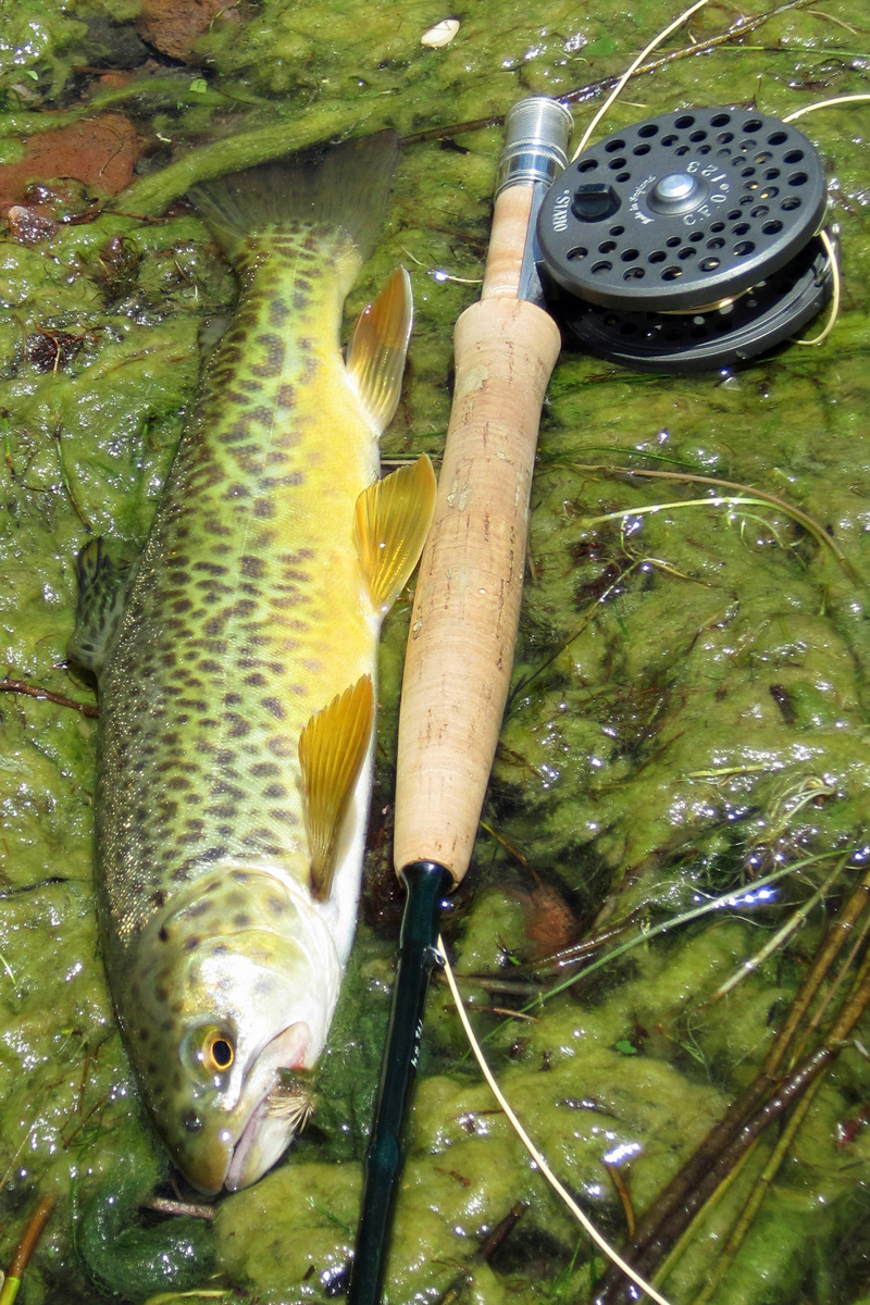 Eagle Valley Reservoir, Spring Valley State Park – FisherDad
