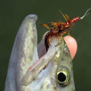 Baker Reservoir – Baker Dam Recreation Area – FisherDad