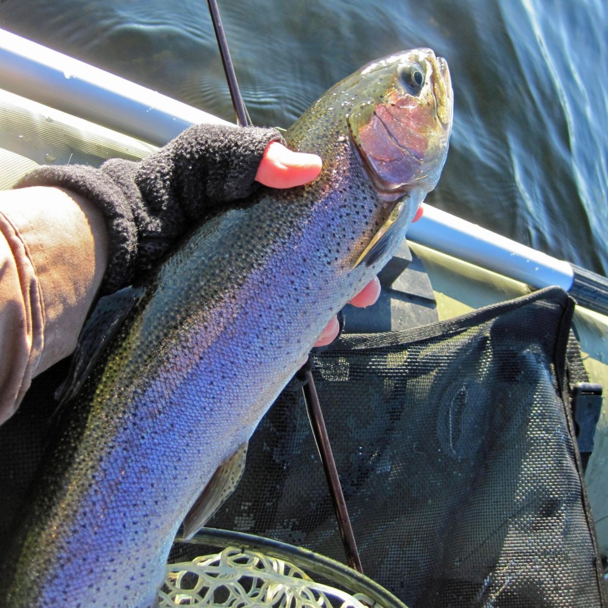 Comins Lake, Steptoe Valley Wildlife Management Area – FisherDad