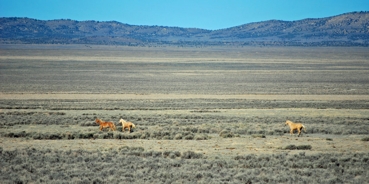 Brotherly Assault on Comins Lake & Ruby Marshes – FisherDad