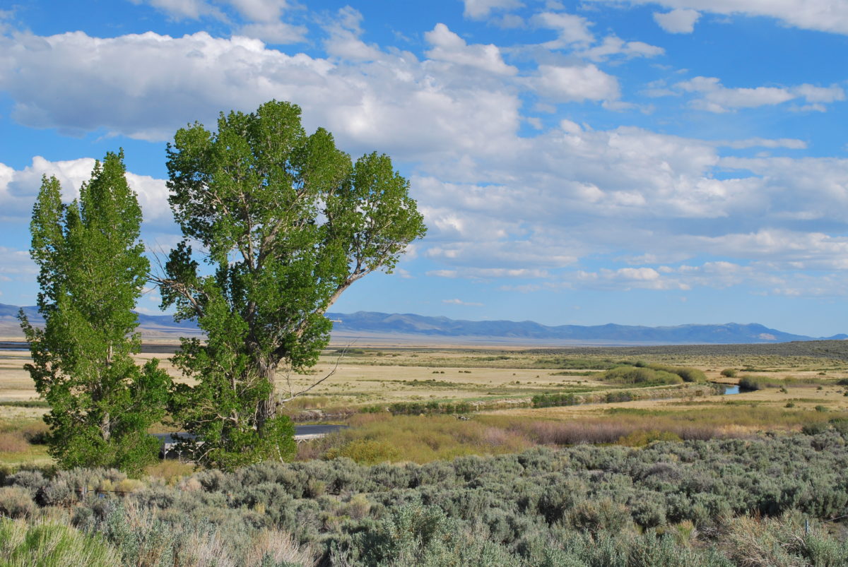 Brotherly Assault on Comins Reservoir & Ruby Marshes – FisherDad