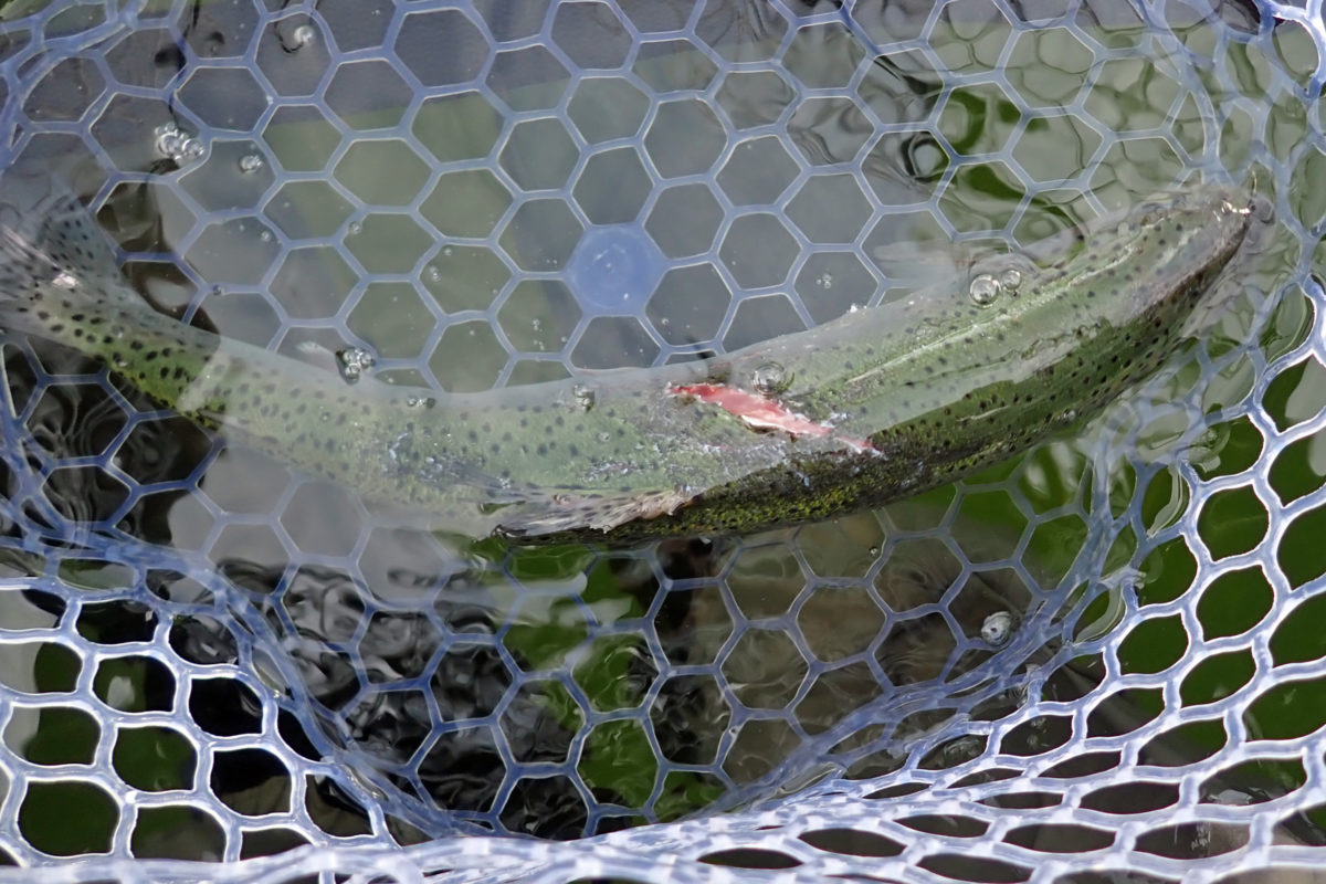 Brotherly Assault on Comins Lake & Ruby Marshes – FisherDad