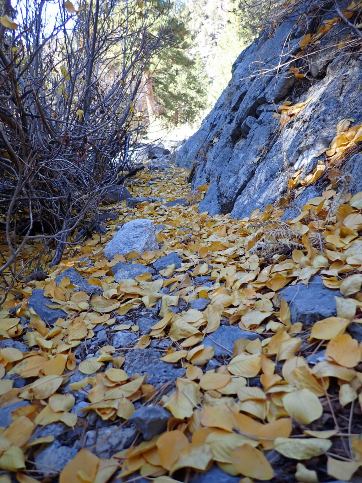 Exploring Carpenter Canyon from Pahrump, NV – FisherDad