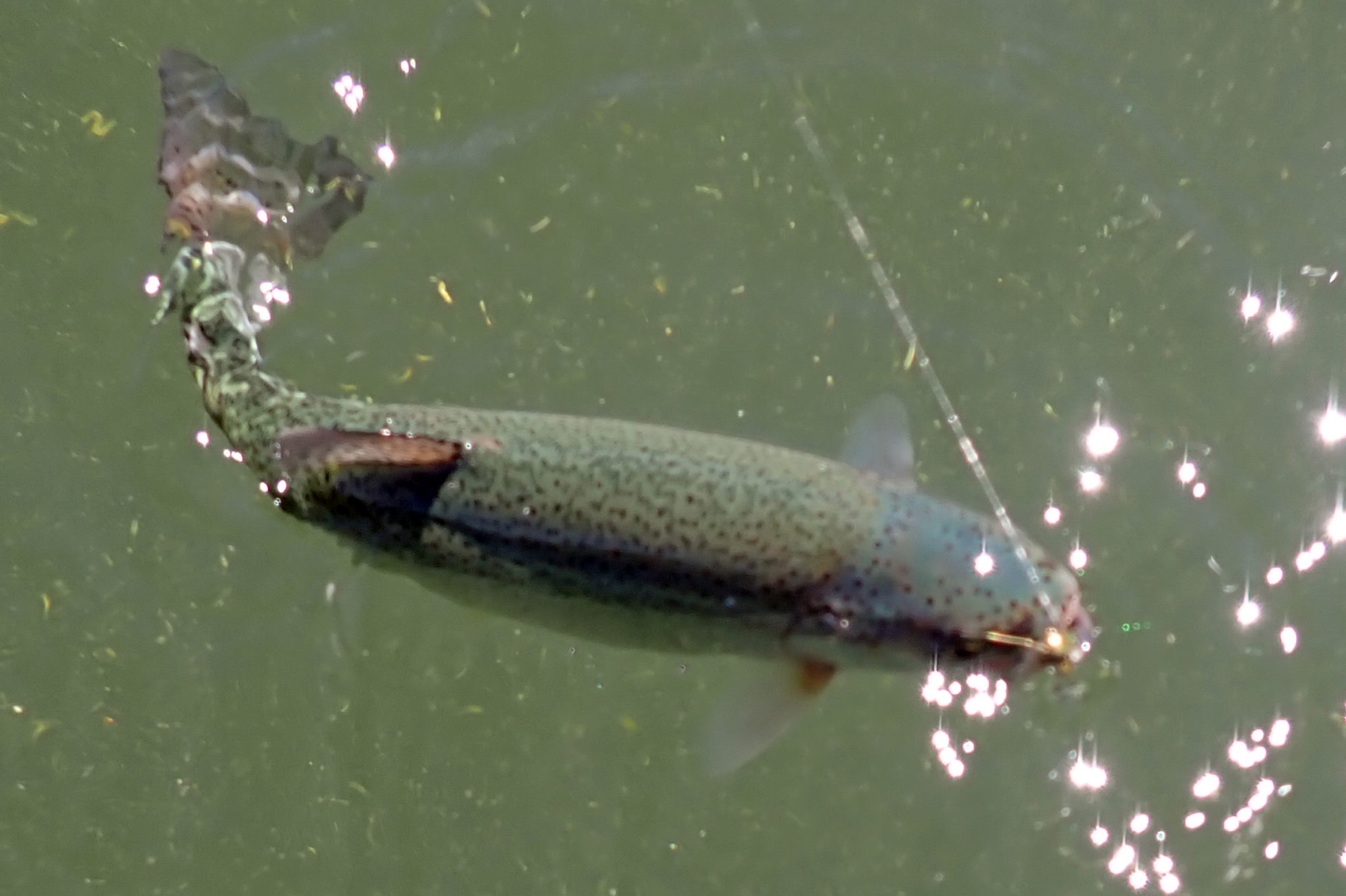 Yankee Meadow Reservoir – FisherDad